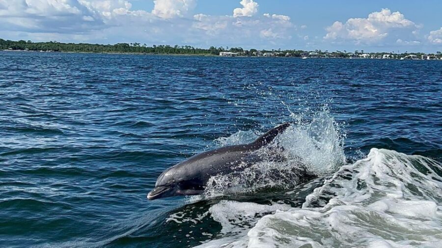 Private Dolphin Tour with Secluded Beach/Snorkel Stop - Authentic Reviews and What Travelers Say