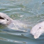 Private dolphin tours in the amazing Savannah Marsh - How This Tour Fits Your Travel Plans