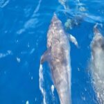 Private Dolphin Watch Boat Tour Port Aransas Texas - What You Can Expect During the Tour