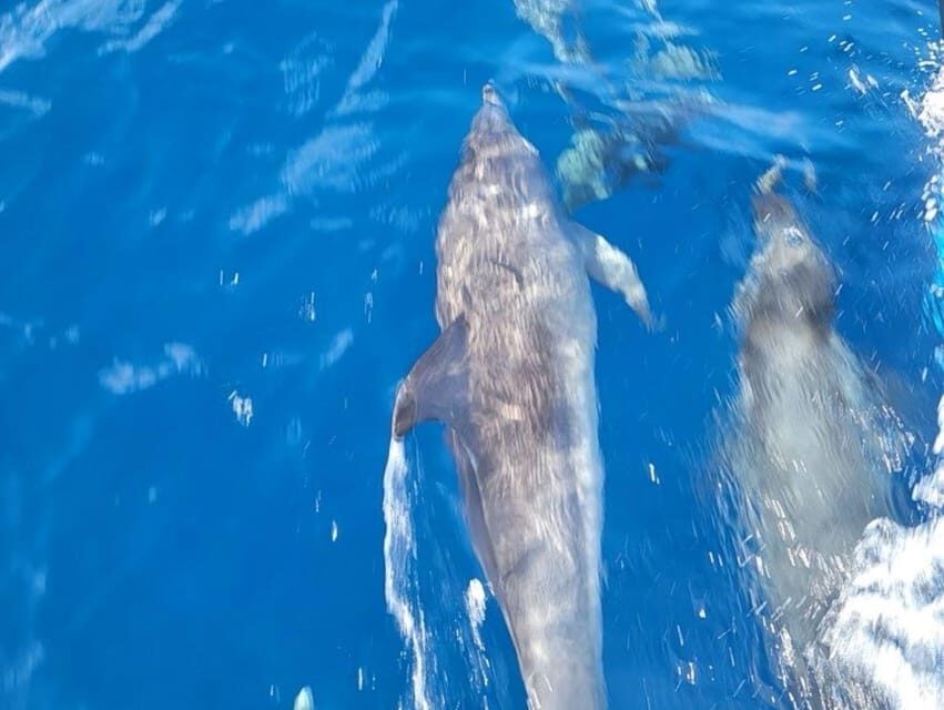 Private Dolphin Watch Boat Tour Port Aransas Texas - What You Can Expect During the Tour