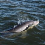 Private Dolphin Watch, Lighthouse and Ecological Boat Tours - What Past Travelers Say