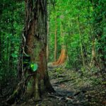 Private East Maui Hiking Experience - An In-Depth Look at the Private East Maui Hiking Experience