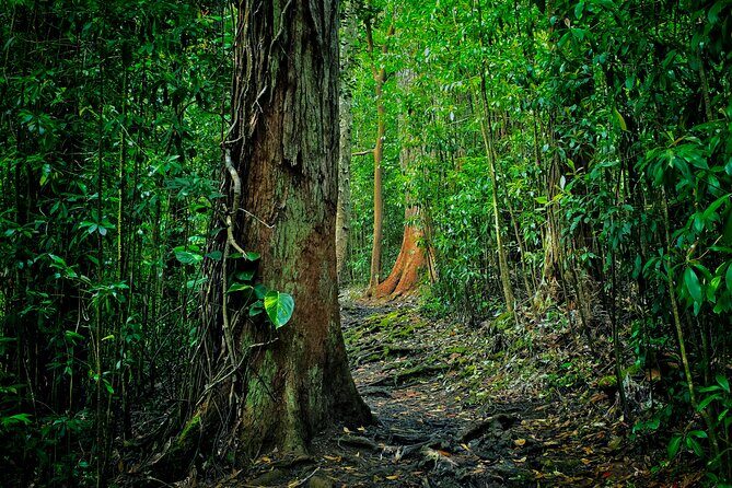 Private East Maui Hiking Experience - An In-Depth Look at the Private East Maui Hiking Experience