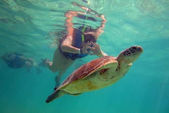 Private Experience: Akumal sea turtles encounter and Yal-kú lagoon colorfull fish snorkel. - The Sum Up