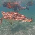 Private Experience in Akumal with Snorkeling - The Sum Up: Who Is This Tour Best For?
