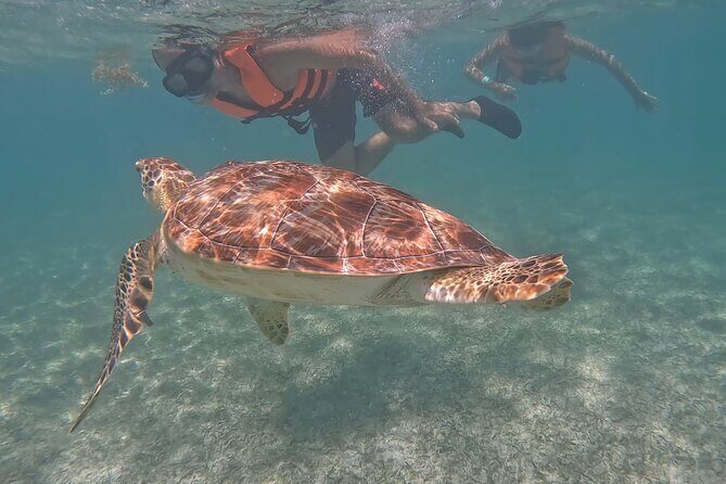 Private Experience in Akumal with Snorkeling - The Sum Up: Who Is This Tour Best For?