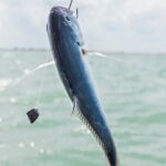 Private Fishing Tour from Isla Holbox (up to 6 pax) - What’s Included and What’s Not?