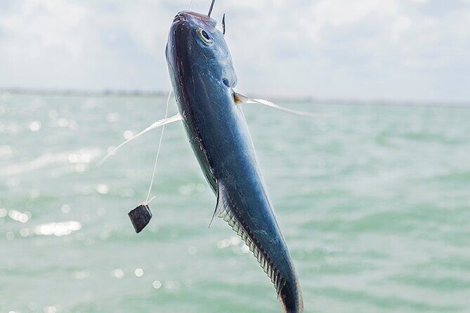 Private Fishing Tour from Isla Holbox (up to 6 pax) - What’s Included and What’s Not?