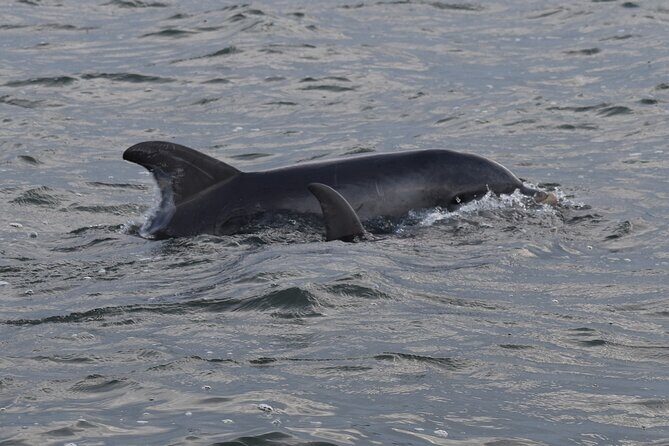 Private Folly River Sunset Dolphin Cruise - Who Will Love This Tour?