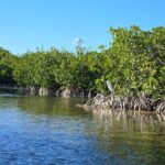 Private Guided Mangrove Eco-Tour Adventure - Final Thoughts