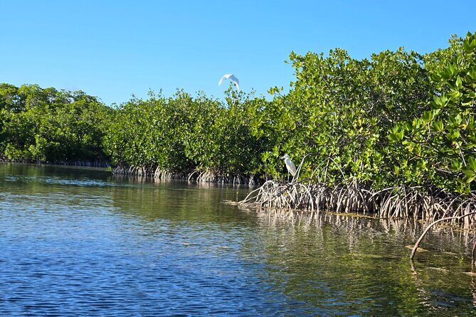 Private Guided Mangrove Eco-Tour Adventure - Final Thoughts