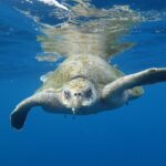 Private Guided Snorkeling in Cabo San Lucas - Why This Tour Represents Good Value