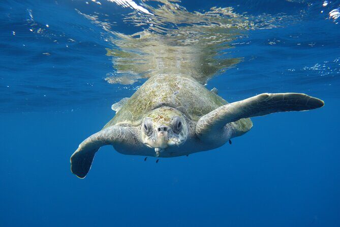 Private Guided Snorkeling in Cabo San Lucas - Why This Tour Represents Good Value