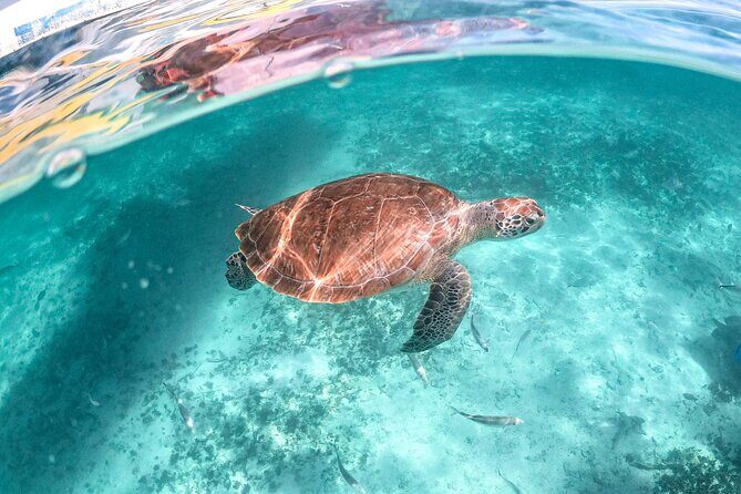 Private Half Day Tour in Cenote Cave and Swimming with Turtles - Why This Tour Might Be Perfect for You