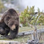 Private Highlight's Tour of Yellowstone National Park - The Value of a Private, Expert-Guided Yellowstone Tour