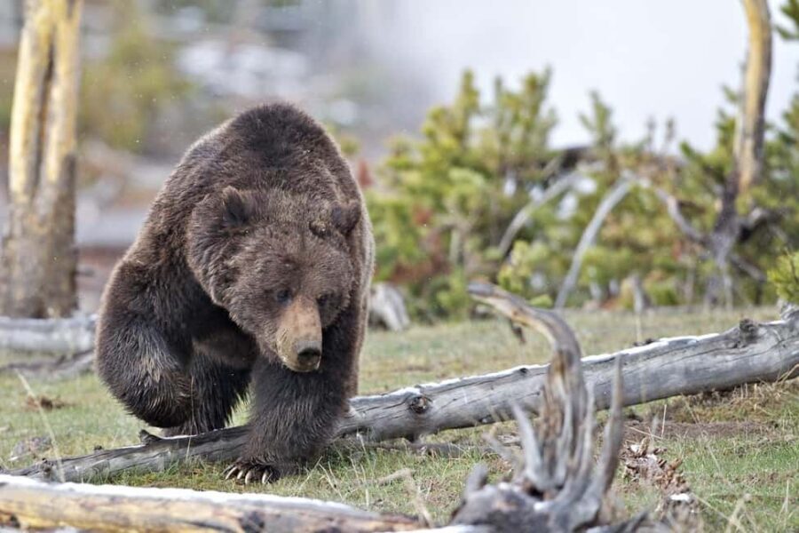 Private Highlight's Tour of Yellowstone National Park - The Value of a Private, Expert-Guided Yellowstone Tour