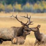 Private Hiking Tour Experience at Rocky Mountain National Park - Who Will Love This Experience Most?
