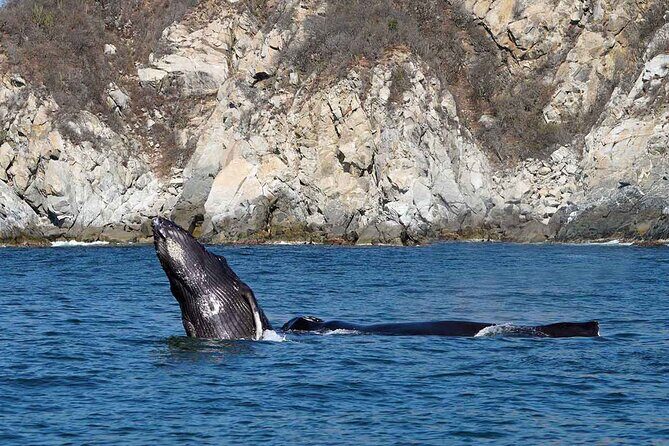 Private Huatulco Whale & Dolphin Adventures - The Itinerary: What Really Makes This Tour Special