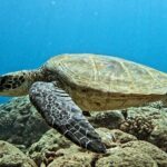 PRIVATE Introductory Discover Scuba Diving For Beginners - What Travelers Say (Based on Reviews)