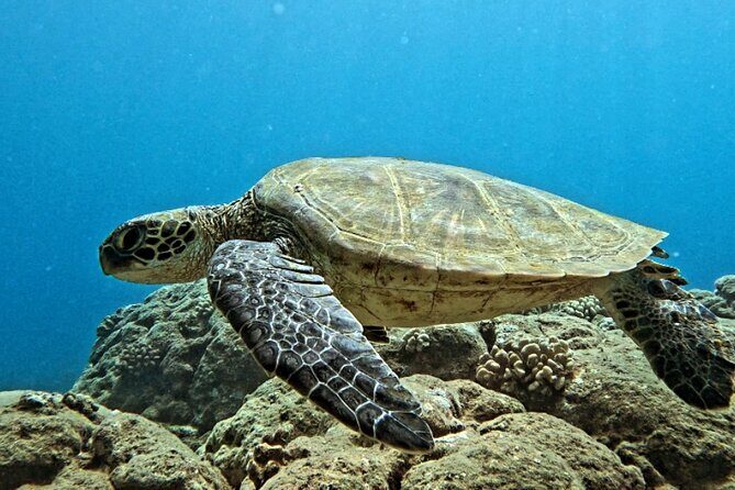 PRIVATE Introductory Discover Scuba Diving For Beginners - What Travelers Say (Based on Reviews)