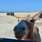 Private Jeep Tour Cabo Pulmo - What Travelers Appreciate Most