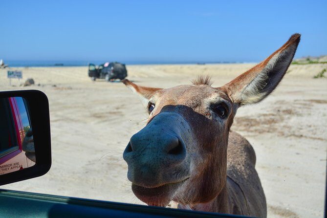 Private Jeep Tour Cabo Pulmo - What Travelers Appreciate Most