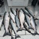 Private Ketchikan Wild Alaskan Salmon Fishing Trip - The Fish, the Views, and the Experience