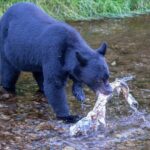 Private Ketchikan Wildlife and Sightseeing Tour - The Experience from the Traveler’s Perspective