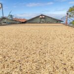 Private Kona Coffee and National Historic Parks Tour - Authentic Experiences and Real Traveler Insights