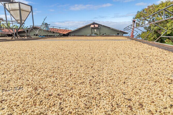 Private Kona Coffee and National Historic Parks Tour - Authentic Experiences and Real Traveler Insights