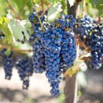 Private Limousine Tour of Napa or Sonoma Valley - Who Should Consider This Tour?
