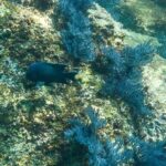 Private Los Cabos snorkeling tour to Chileno bay and Santa Maria cove - Who Will Love This Tour?