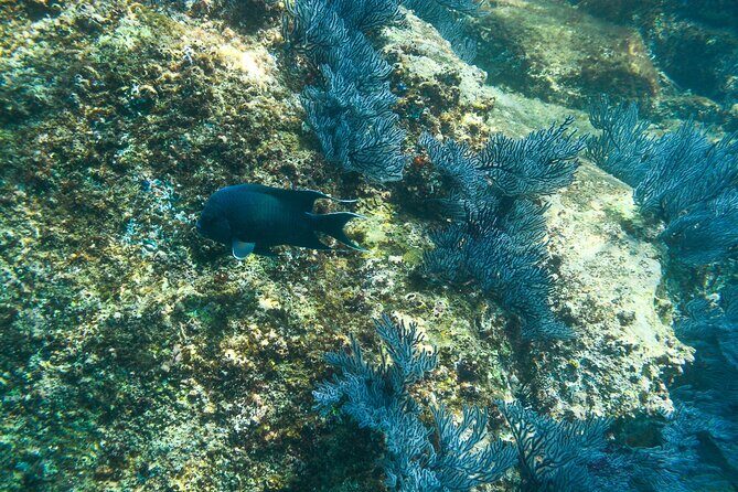 Private Los Cabos snorkeling tour to Chileno bay and Santa Maria cove - Who Will Love This Tour?