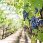Private Luxury Winery Trip of Long Island, New York, USA - Itinerary Breakdown: What You Can Expect