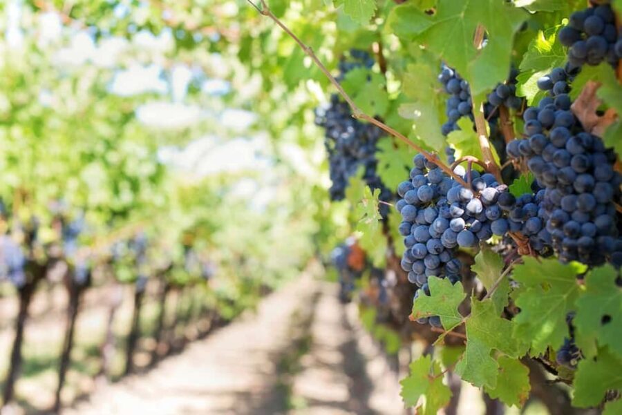 Private Luxury Winery Trip of Long Island, New York, USA - Itinerary Breakdown: What You Can Expect