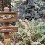 Private Muir Woods Tour Via Luxury Tesla - Exploring Muir Woods: A Forest Like No Other