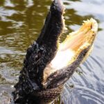 Private New Orleans Airboat Adventure - Who Will Love This Tour?