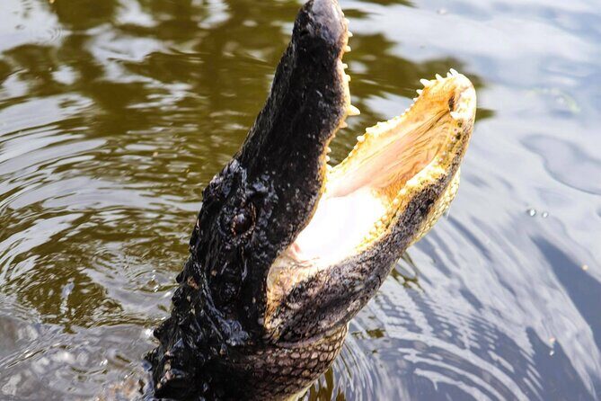 Private New Orleans Airboat Adventure - Who Will Love This Tour?