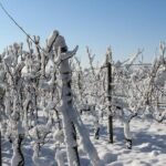 Private Niagara Ice Wine Tour - Authentic Feedback from Travelers