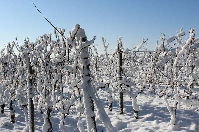 Private Niagara Ice Wine Tour - Authentic Feedback from Travelers