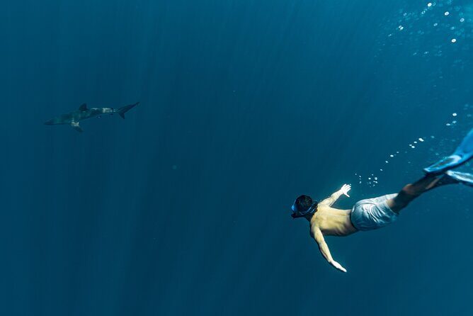 Private Ocean Seafari Swim with Wildlife in SJC - The Guides and Environmental Focus
