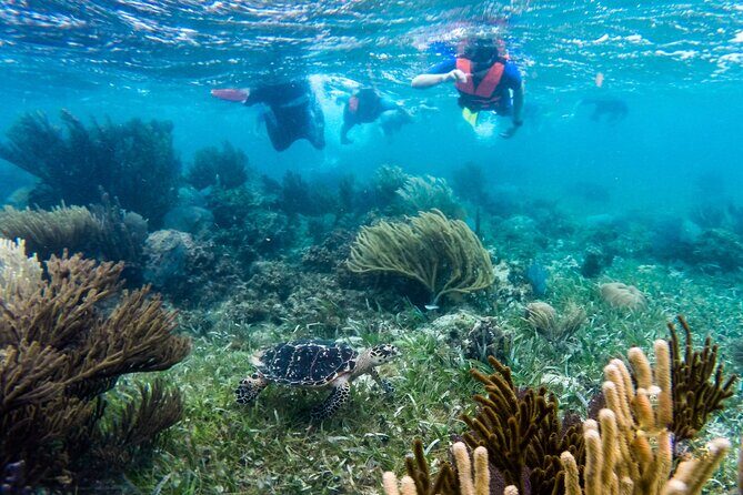 Private (only you) Reef Snorkeling in Puerto Morelos 2x40 minutes - Who Should Book This Tour