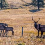 Private Pikes Peak Region Backcountry Full Day Adventure Tour - Who Will Love This Tour?