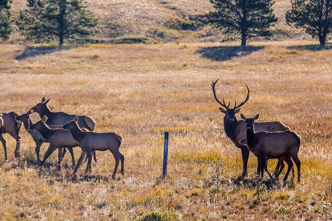 Private Pikes Peak Region Backcountry Full Day Adventure Tour - Who Will Love This Tour?