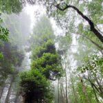 Private Redwood Forest Hiking Tour - Who Will Love This Tour?