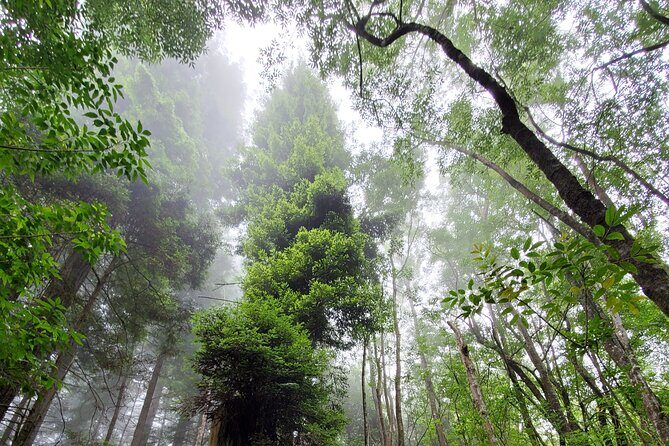 Private Redwood Forest Hiking Tour - Who Will Love This Tour?