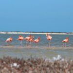 Private Rio Lagartos Flamingo and pink lakes - The Experience in Detail