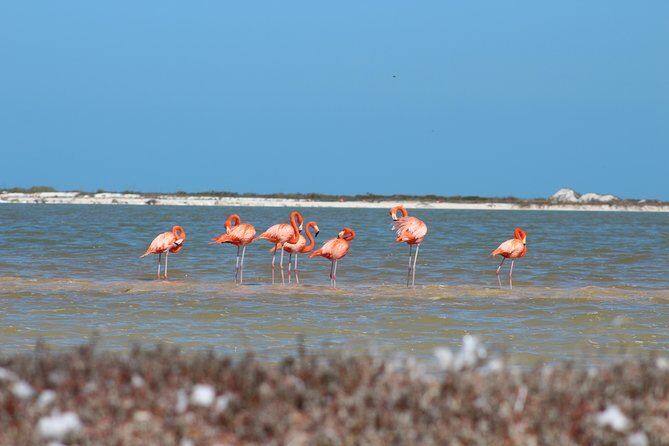Private Rio Lagartos Flamingo and pink lakes - The Experience in Detail