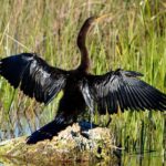 Private River Of Grass Everglades Airboat Adventure - The Ride: Comfort and Atmosphere