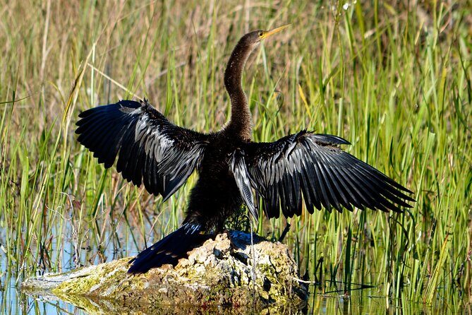 Private River Of Grass Everglades Airboat Adventure - The Ride: Comfort and Atmosphere